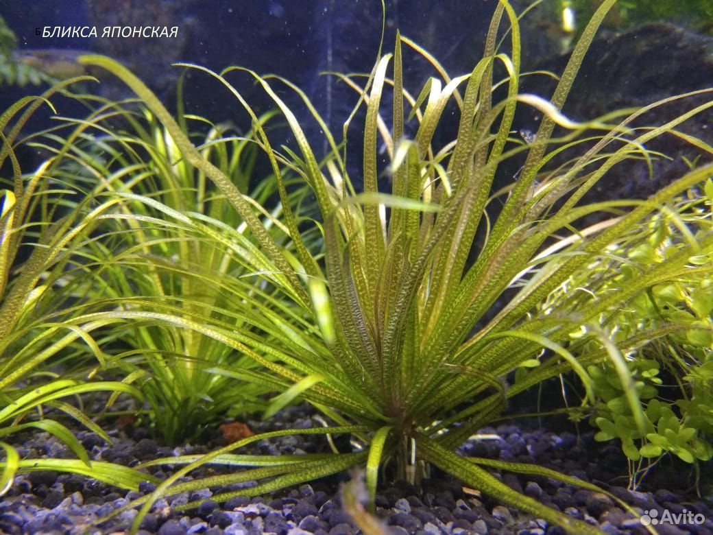 Аквариумные растения