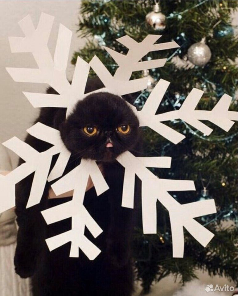 Шоколадная экзотка