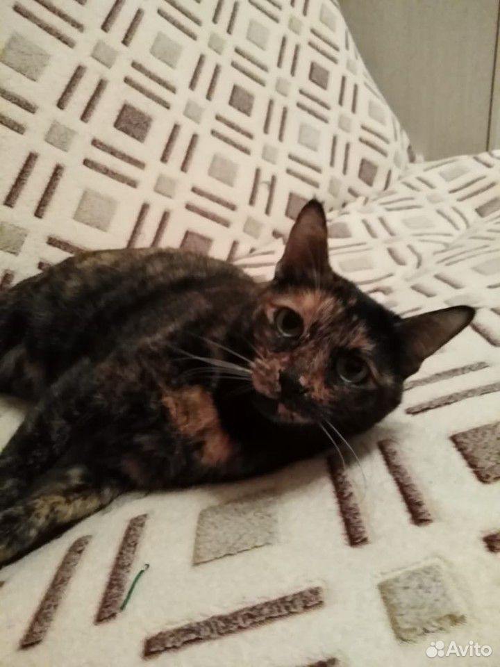 Отдам в добрые руки кошку