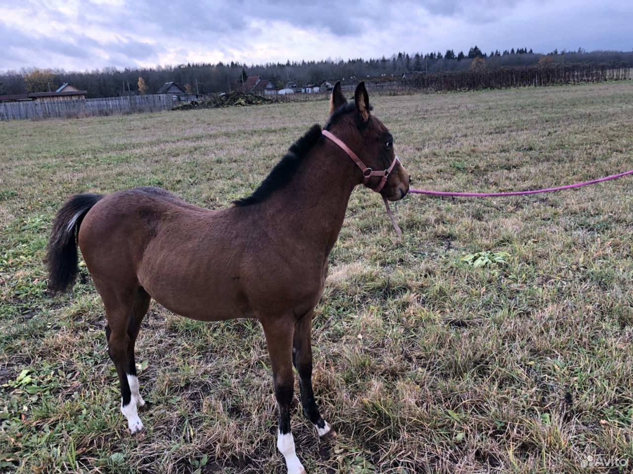 Продам Жеребца чистокровный англичанин