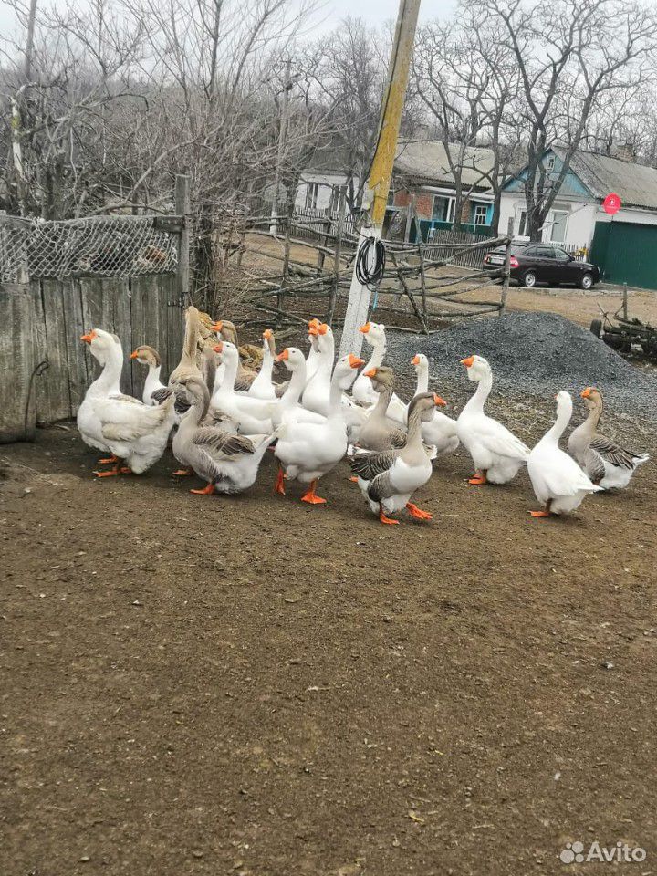 Гуси