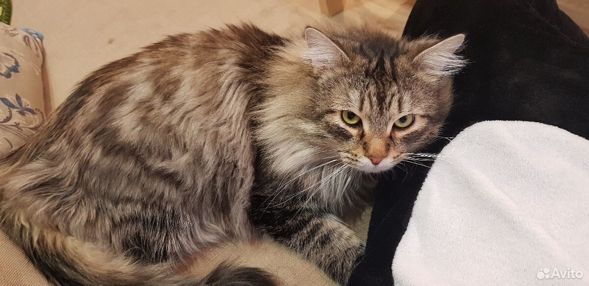 Кот на вязку
