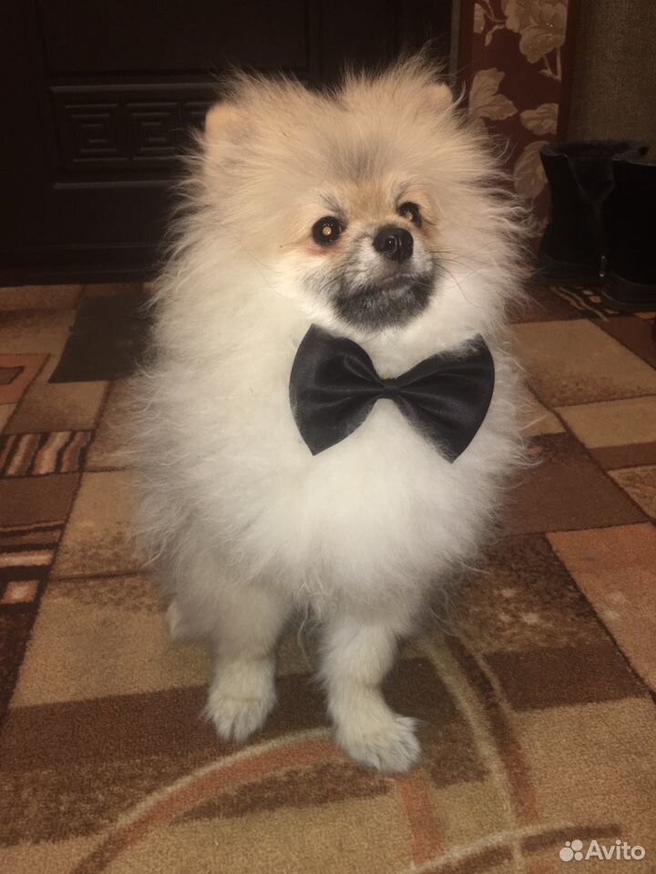 Щенок немецкого шпица