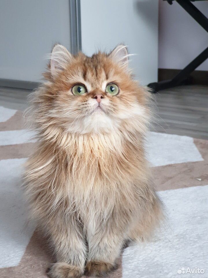 Британский котенок дш шиншилла