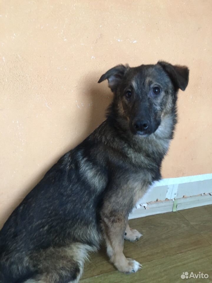 Щенок Вегас в добрые руки