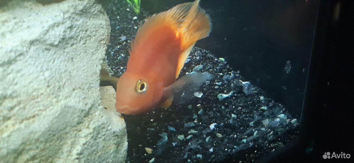 Рыба попугай