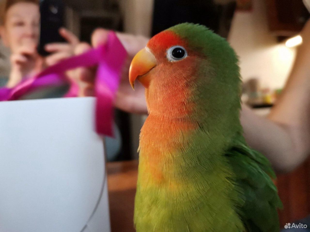 Попугай-неразлучник-красавчик