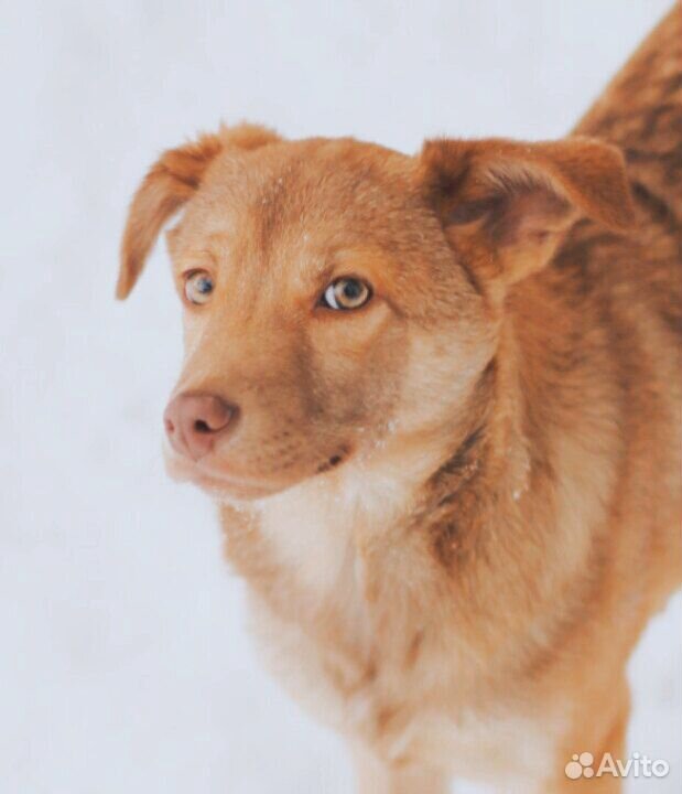 Солнечная Пеппи