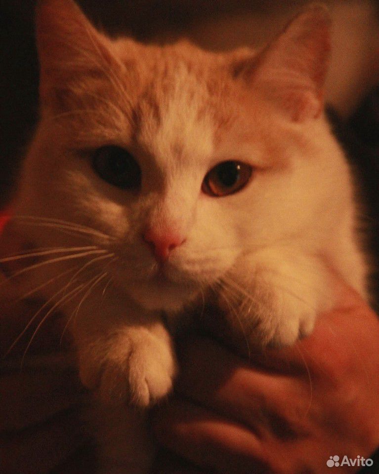 Кот Алекс,около года