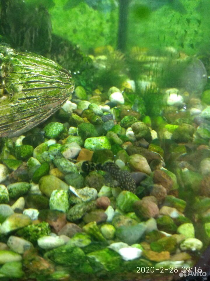 Сомики-прилипалы