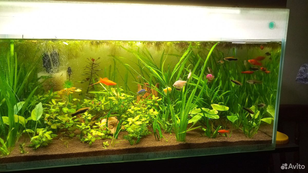 Растения, коряги, корм для рыб, удобрения, витамин