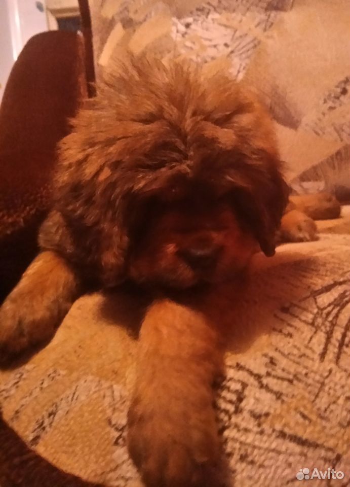 Изумительные щенки