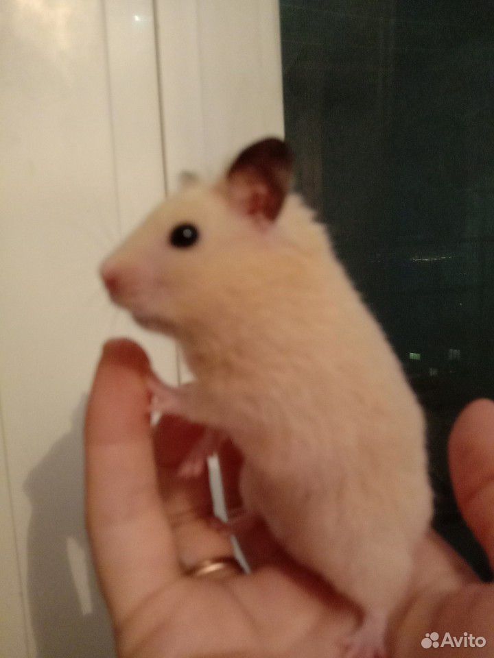 Хомячки сирийские