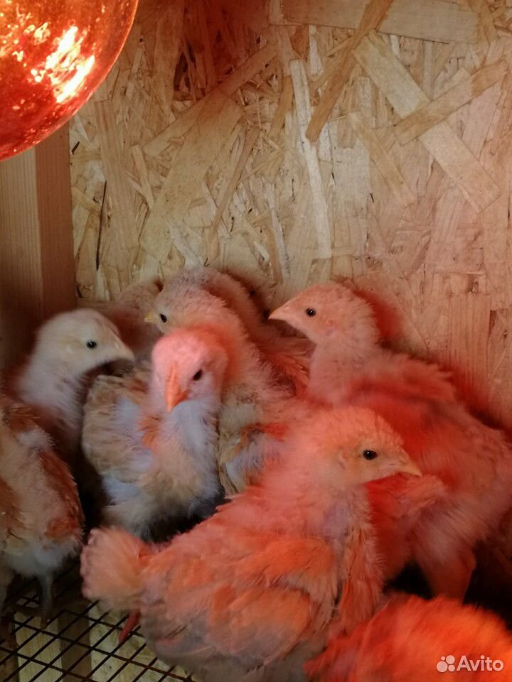 Цыпленок орпингтон
