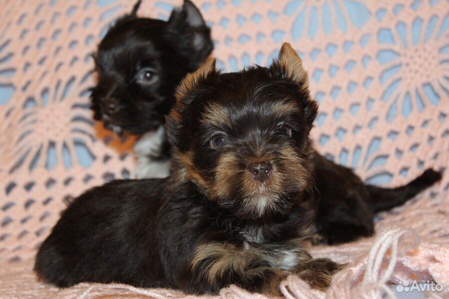 Йоркширский терьер