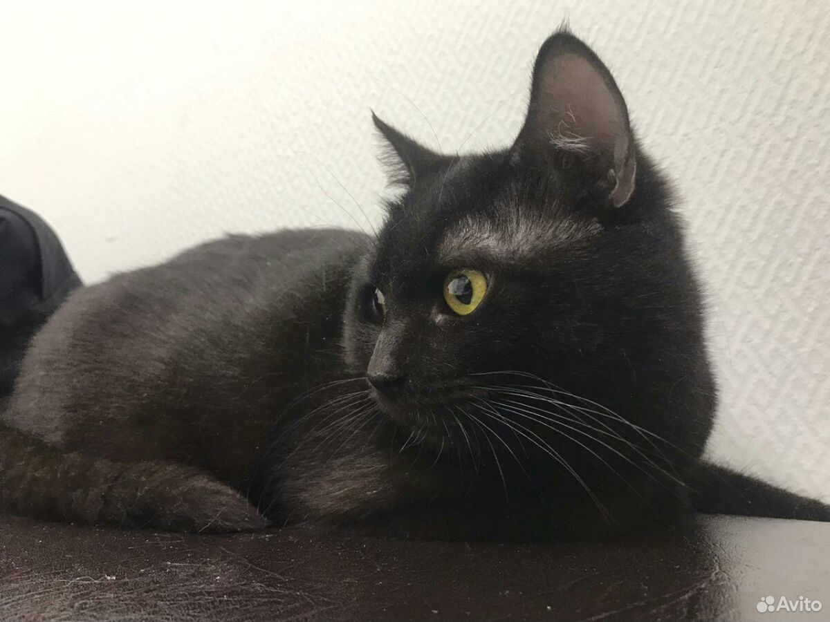 Борька- ласковый котяра, 10 месяцев