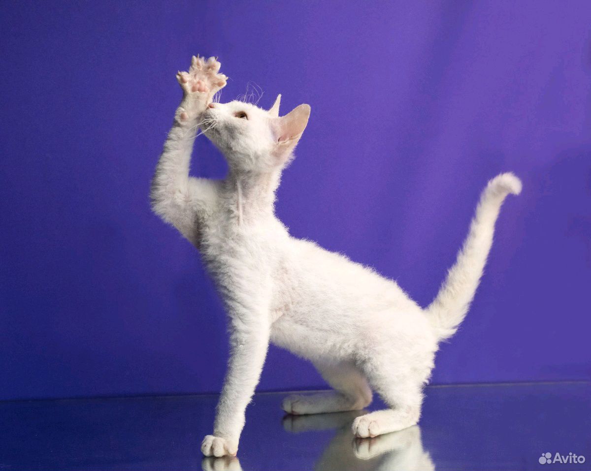 Корниш-рекс