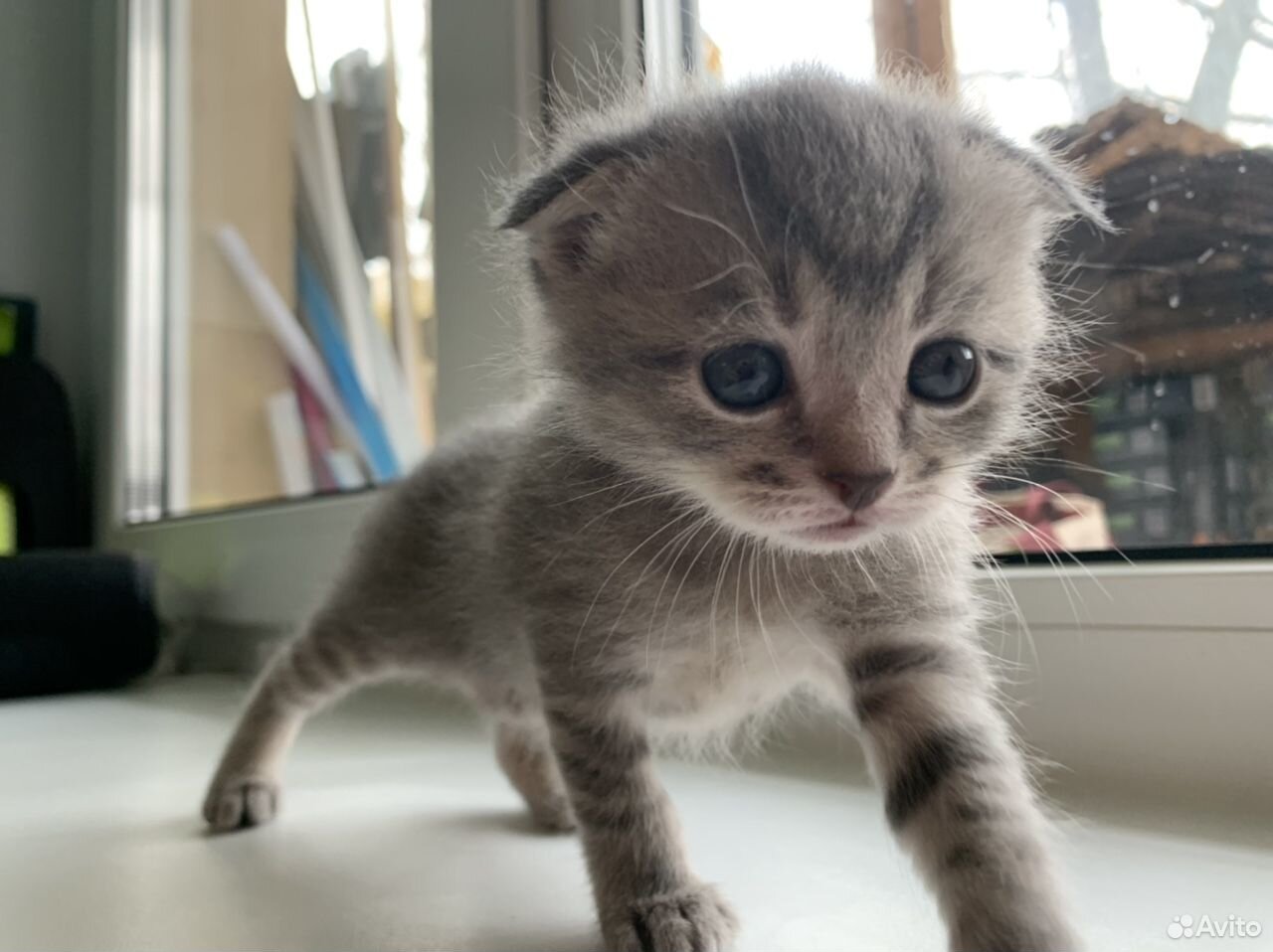 Шотландский вислоухий кот