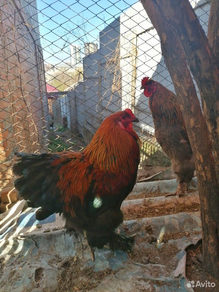 Петухи породы Брама