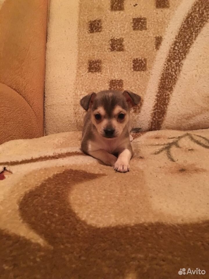 Щенки тойтерьер