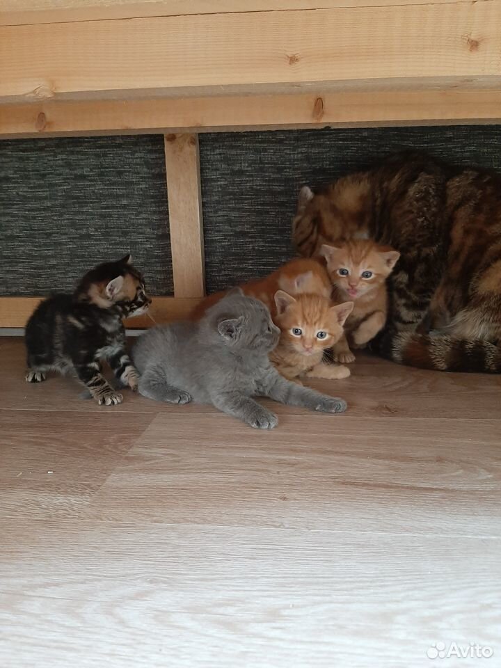 Котята
