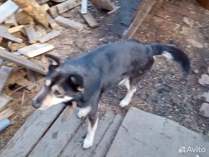 Сабака дварнячая