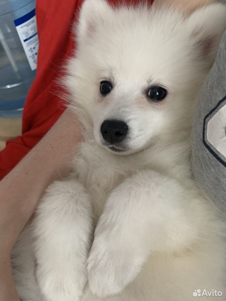 Японский шпиц