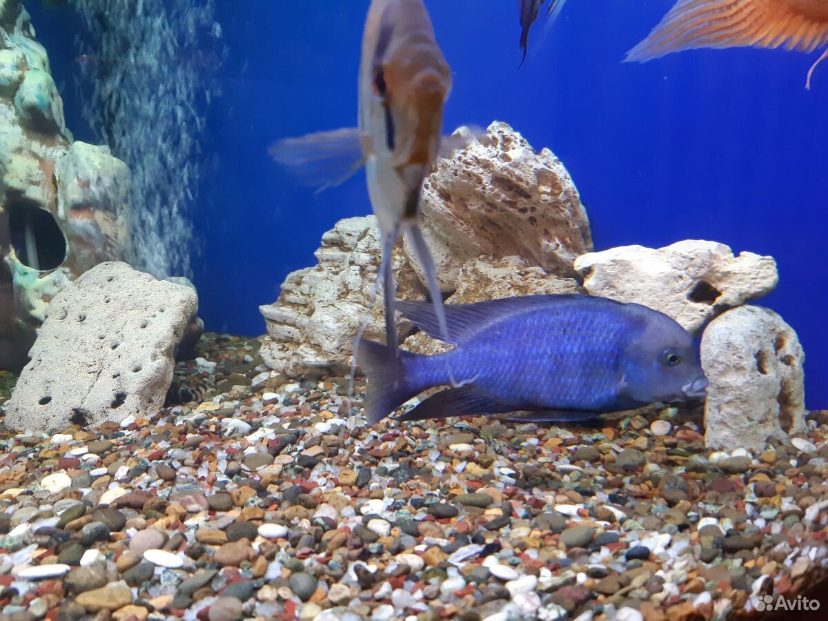 Дельфин голубой