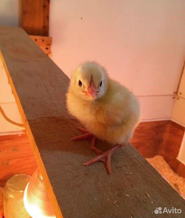 Цыпленок кобб500 (Чехия)