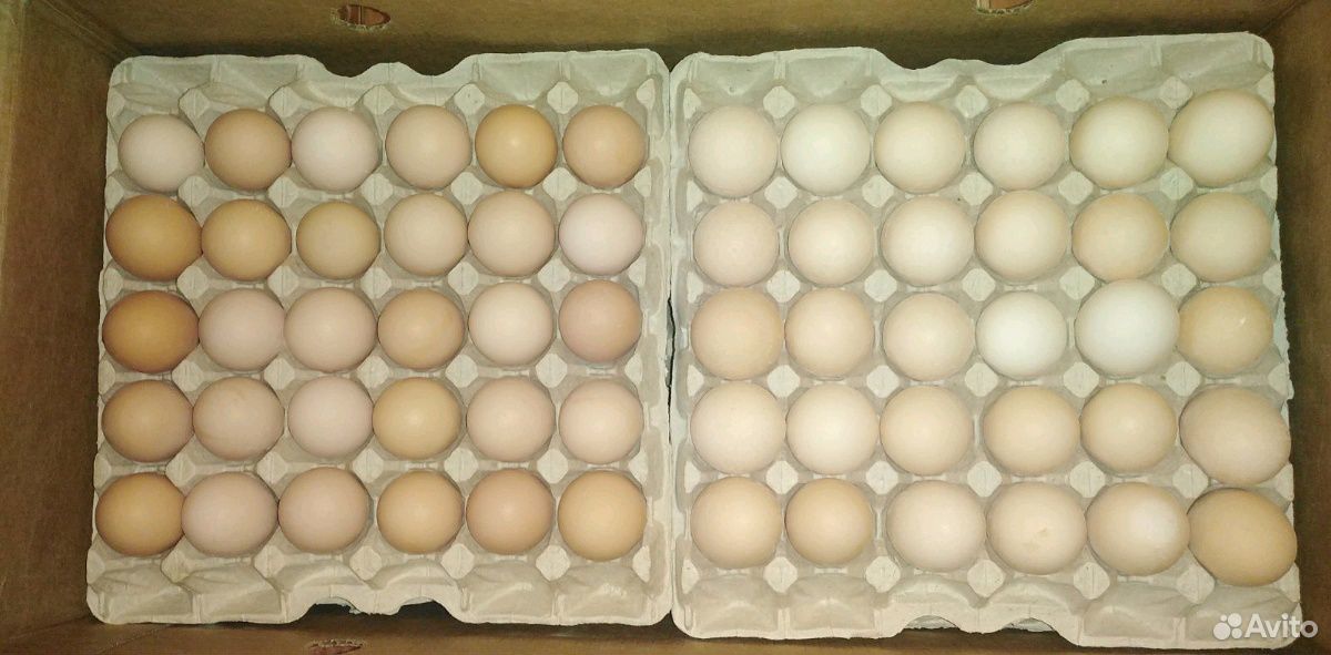Инкубационное яйцо бройлер Кобб 500 Иваново. Поста