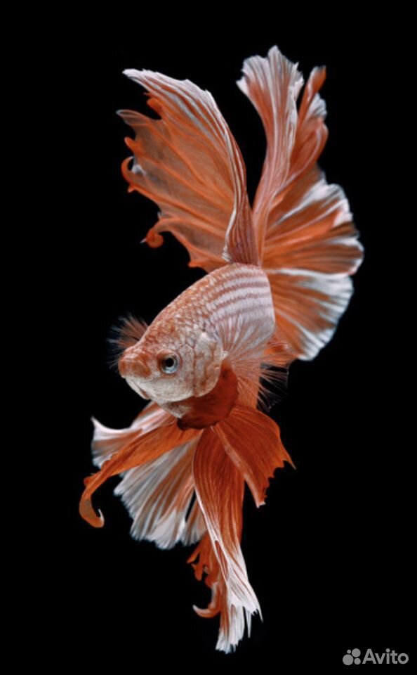 Аквариумные рыбки