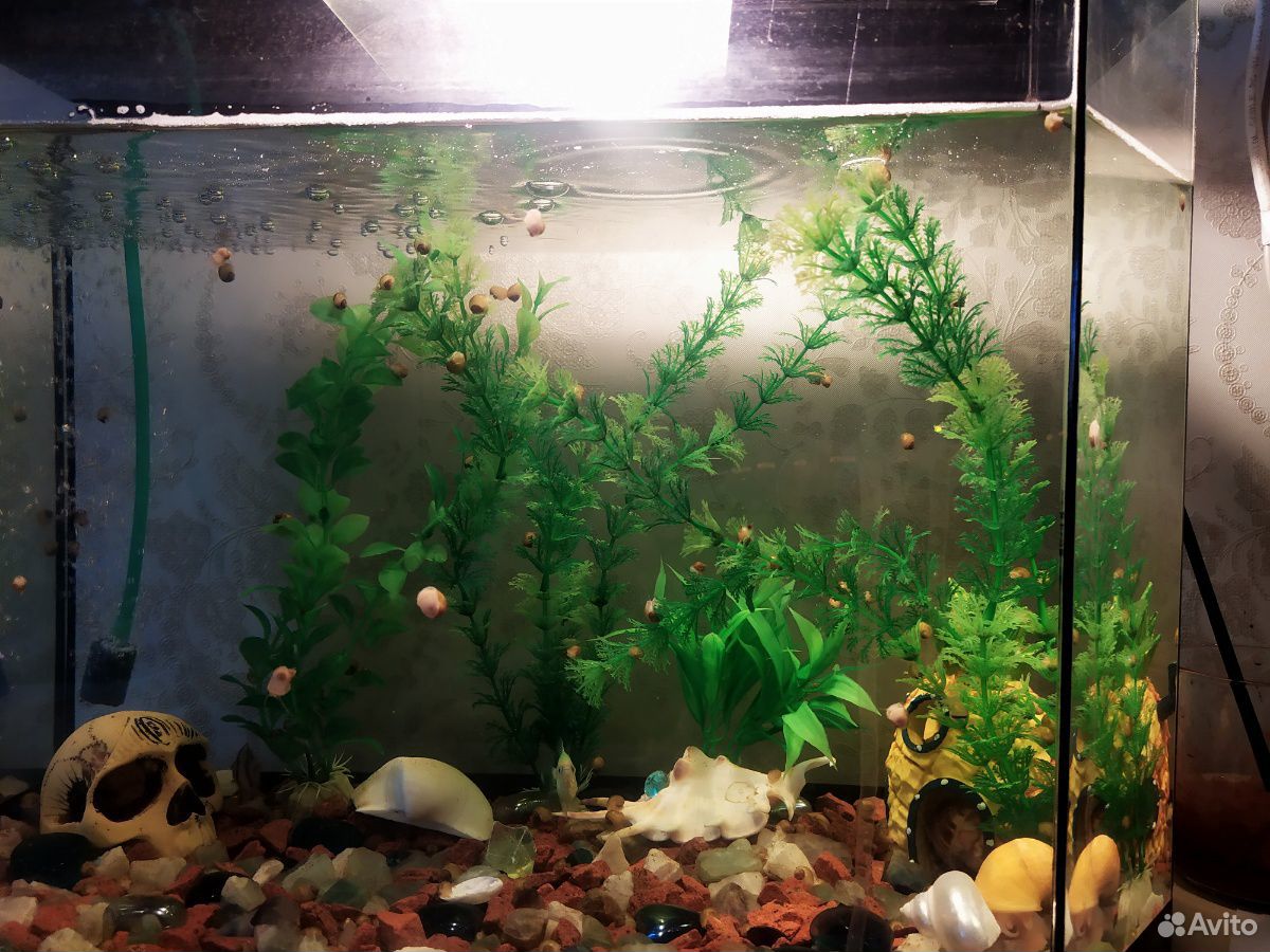 Улитка ампулярия бесплатно