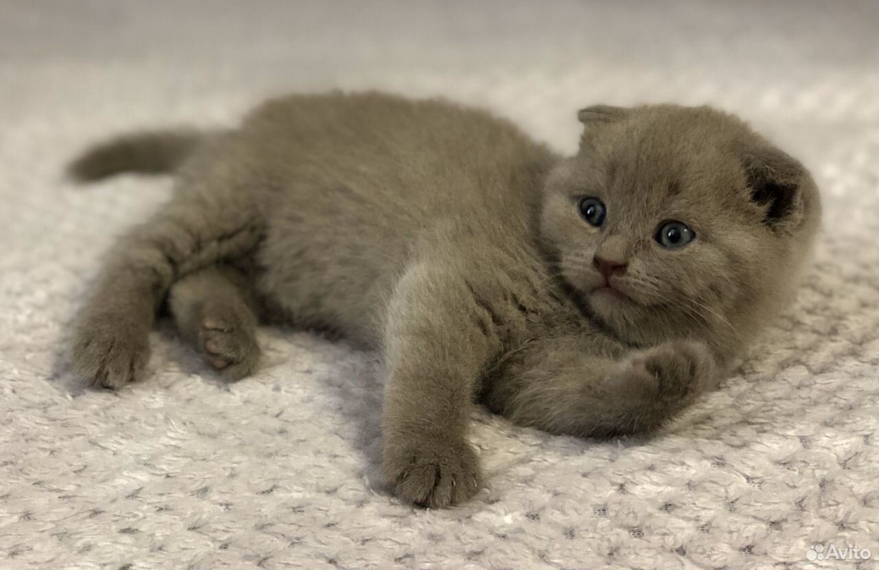 Шотландский вислоухий котик