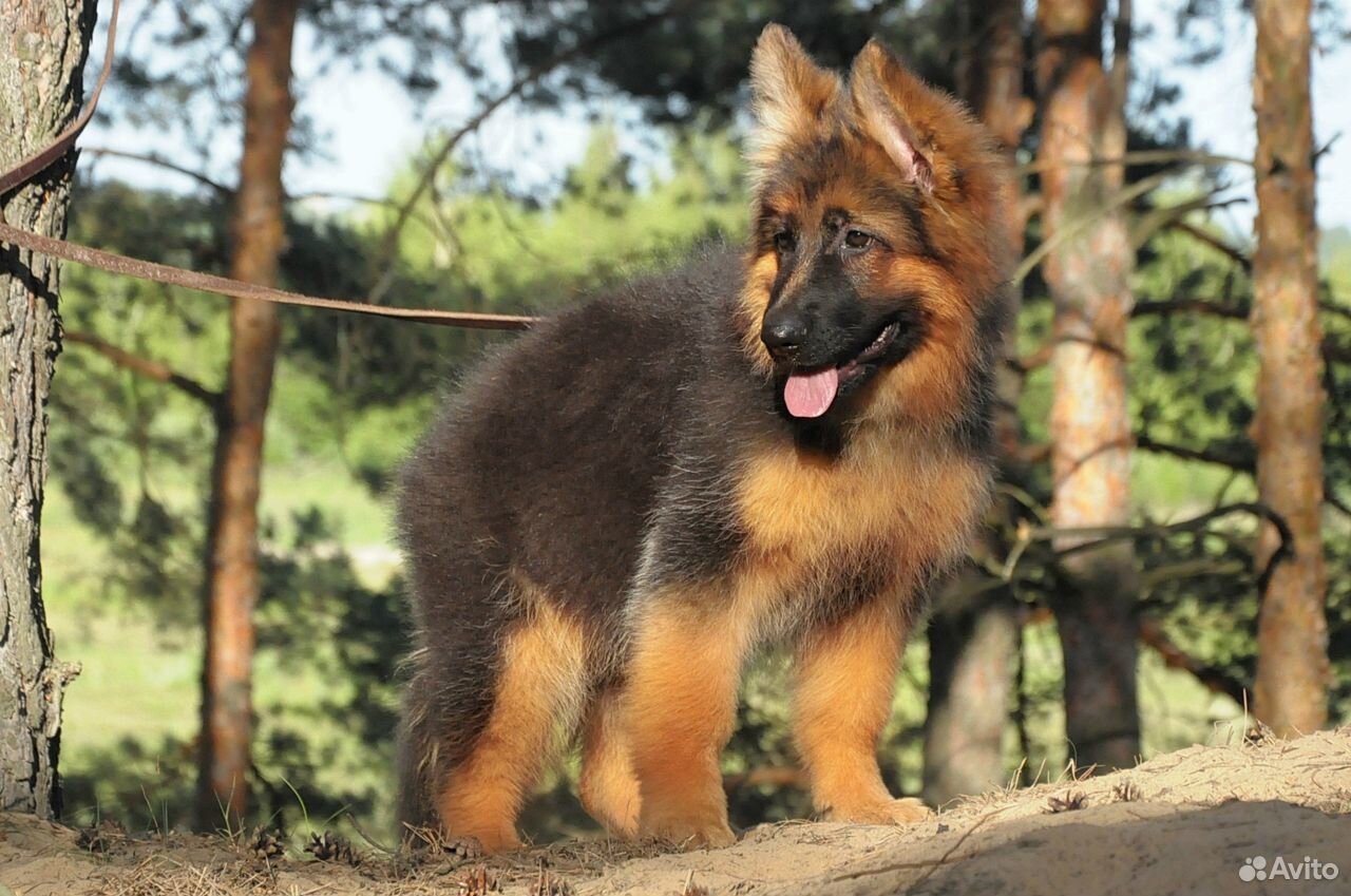 Пушистая рыжая лисичка