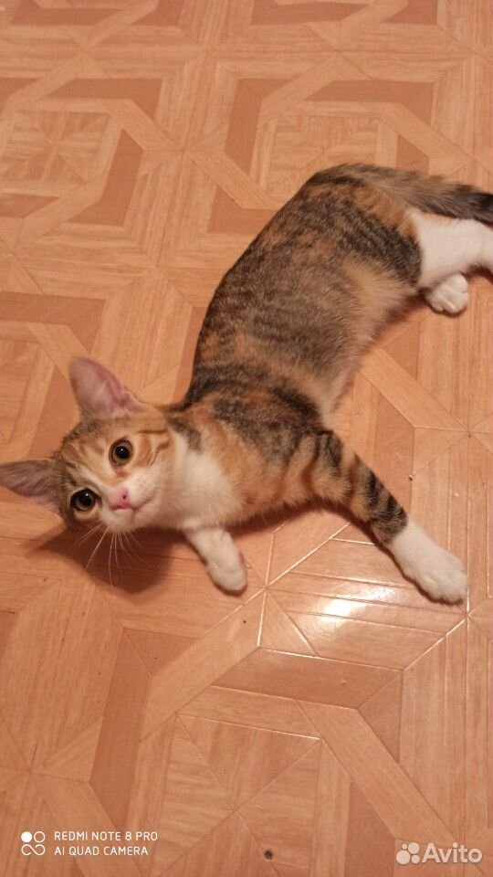 Котёнок Фокси ищет дом