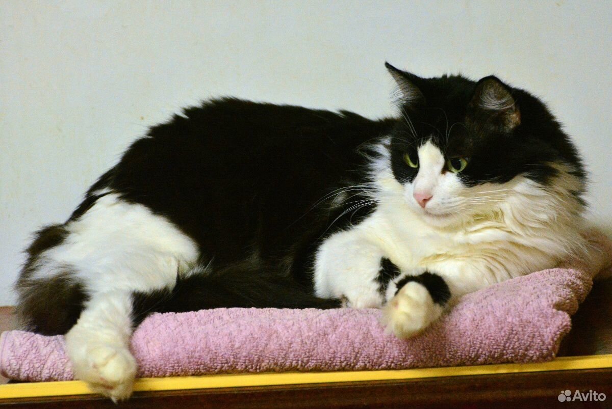 Красавица Веста в добрые руки