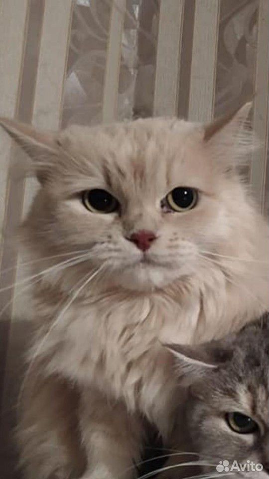 Кошка Джулия