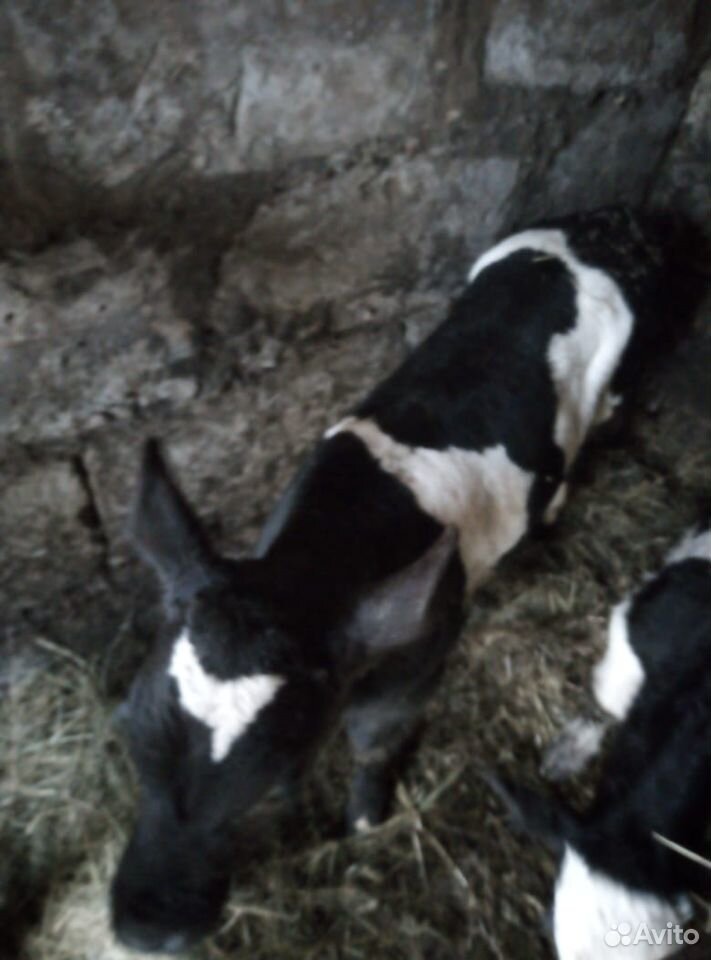 Продается теленок (бычок)