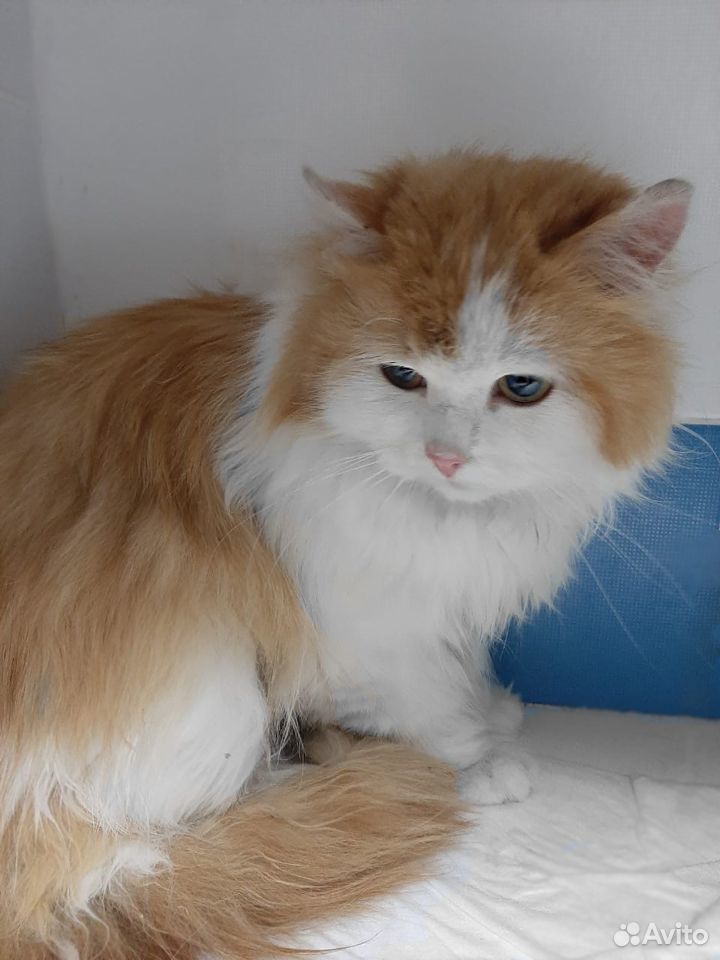 Котик Пончик