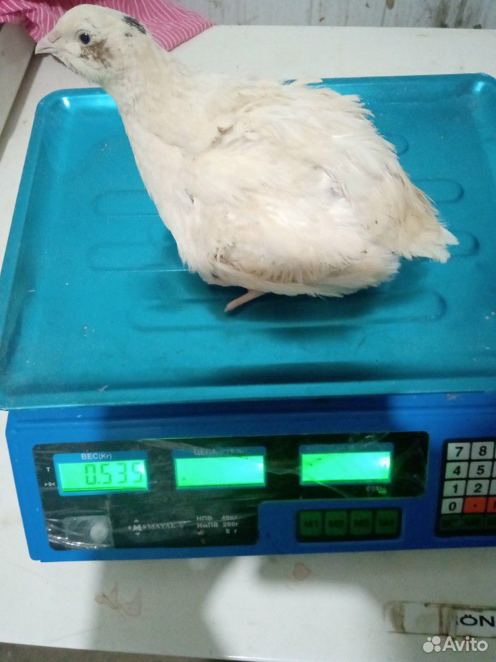 Перепела разных возрастов