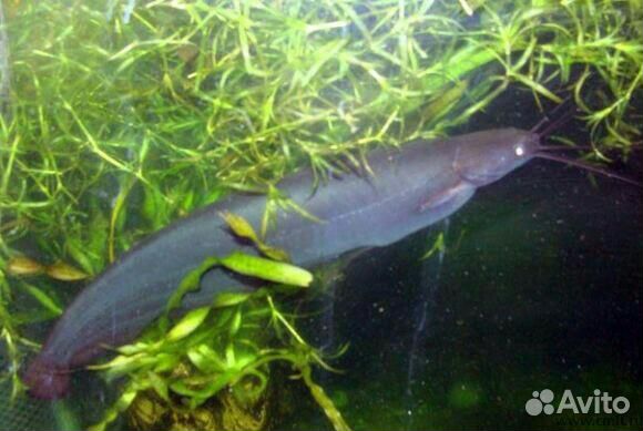 Мешкожаберный сом