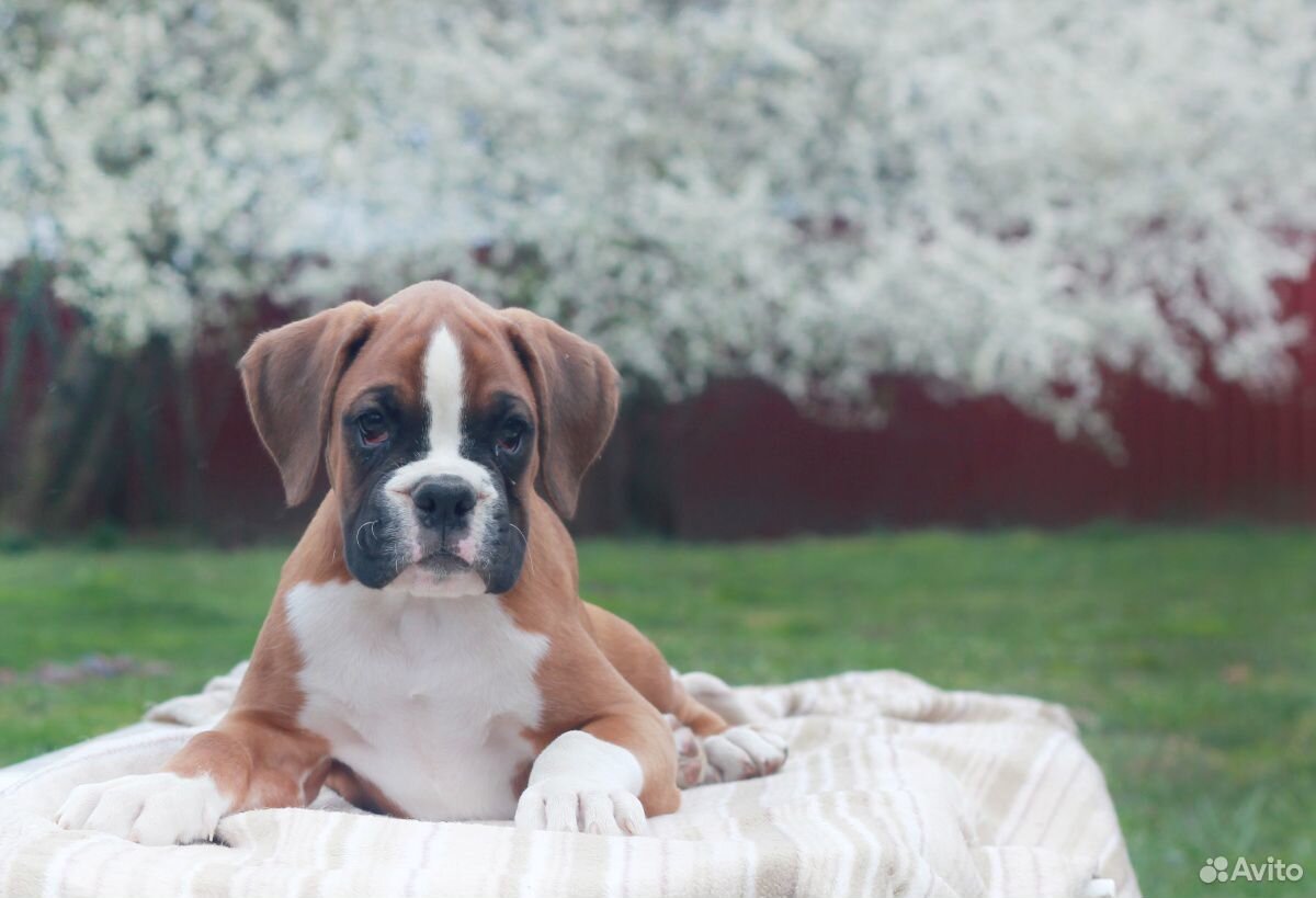 Боксер щенок