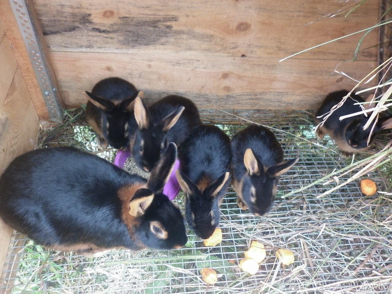 Черно-огненные кролики