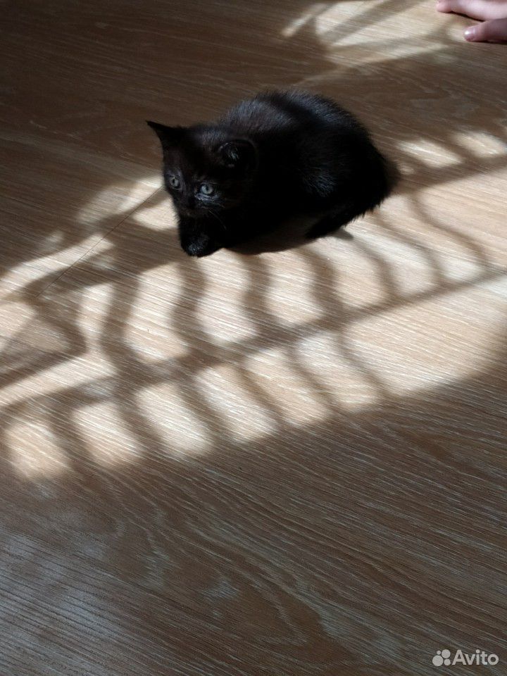 Кошка британская