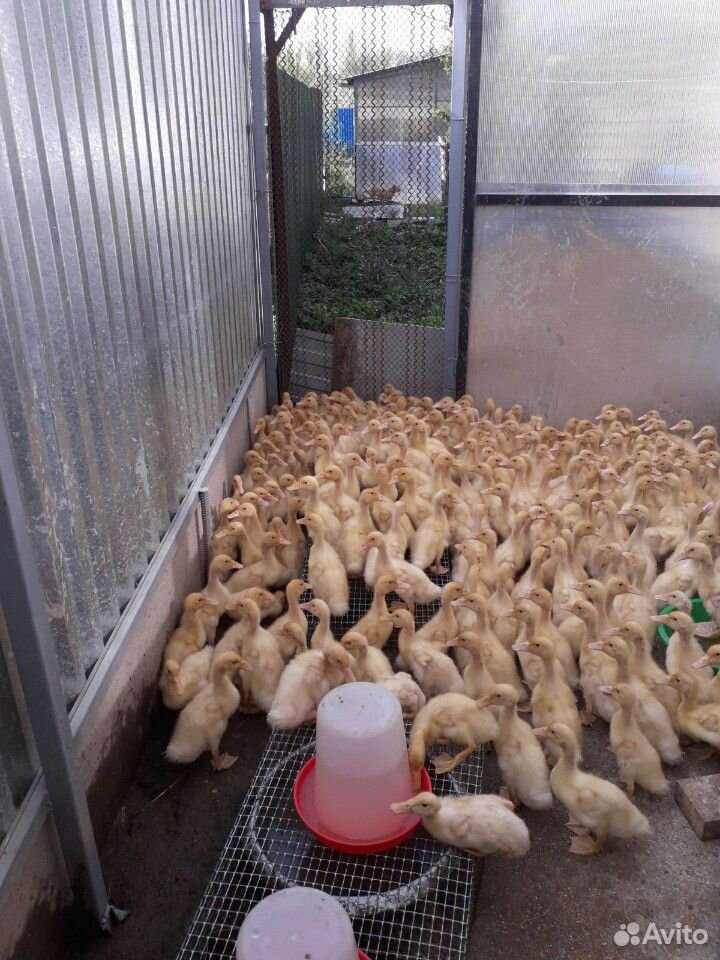 Утята 2,5 недели