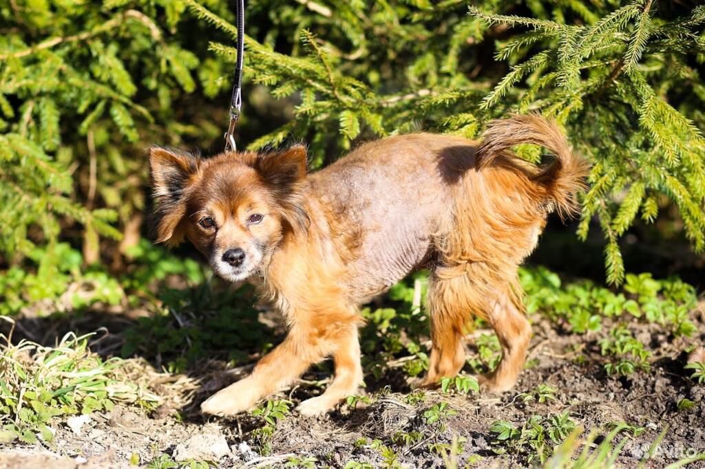 Очень маленький и очень особенный пёсик