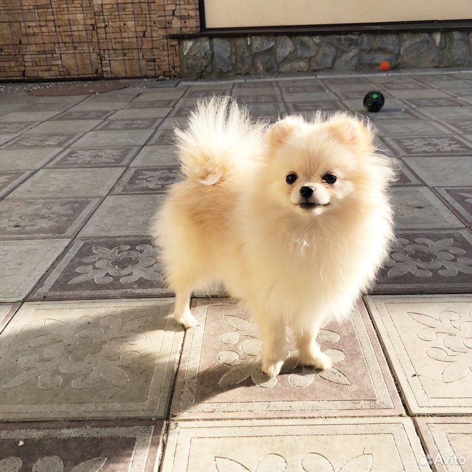 Кремовая девочка маленького размера мишка