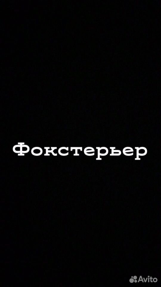 Фокстерьер девочка