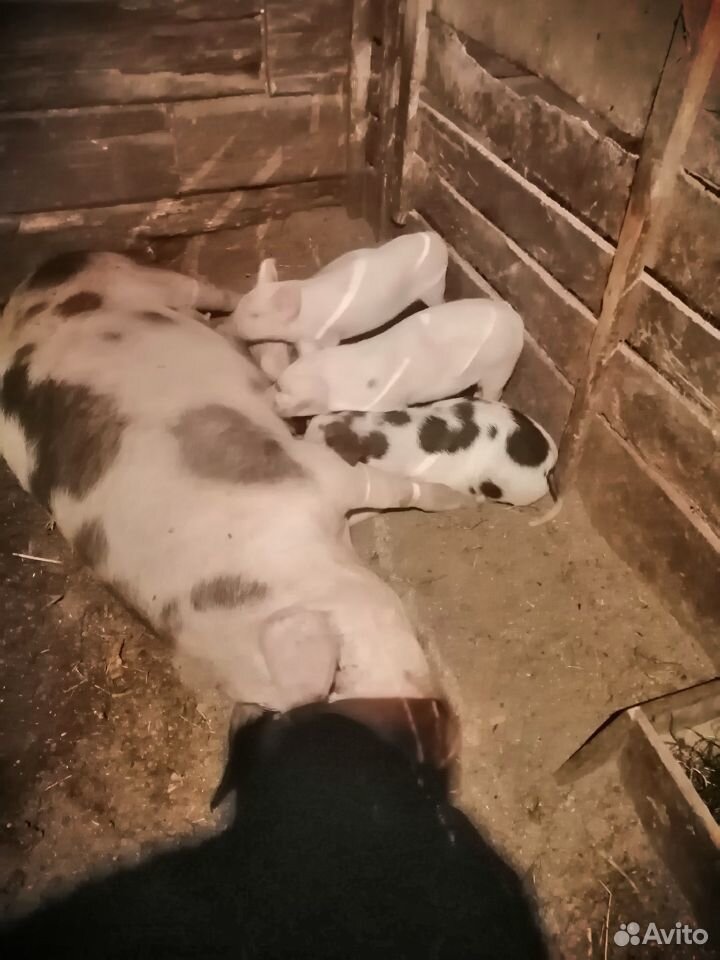 Поросята домашние(ландрас венгерская мангалица) 1