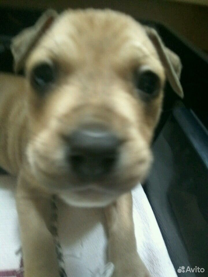 Амстафф (Американский стаффордширский терьер)